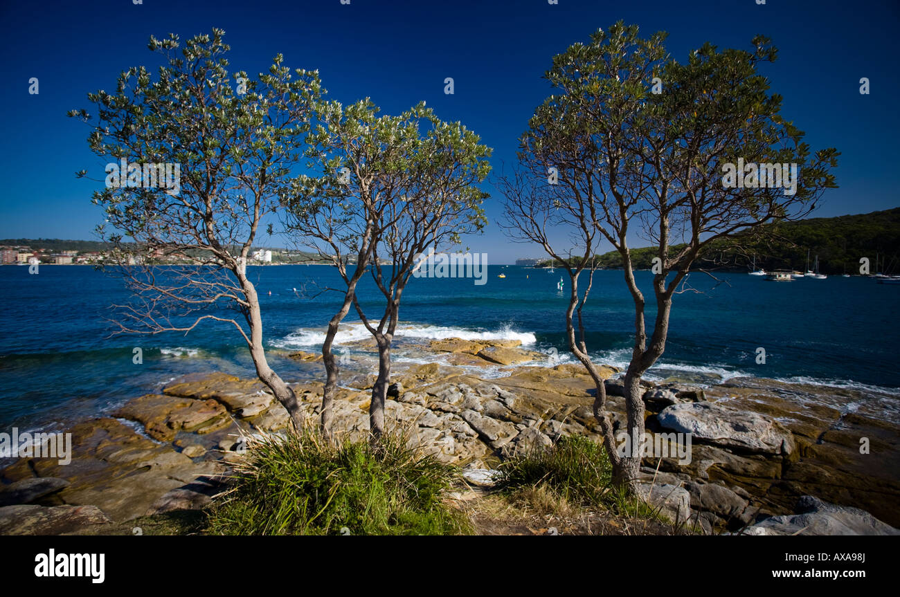 Pine threes hi-res stock photography and images - Alamy