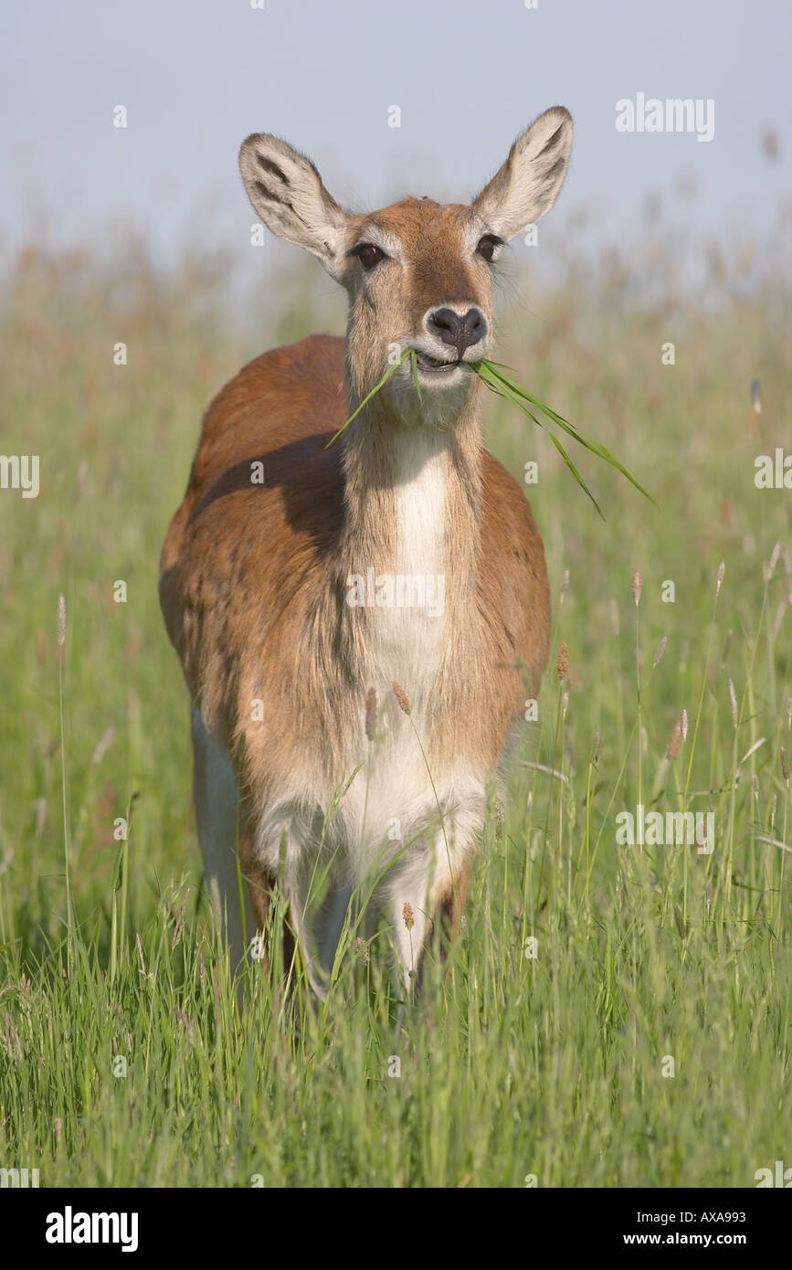 Antelope eating grass hi-res stock photography and images - Alamy