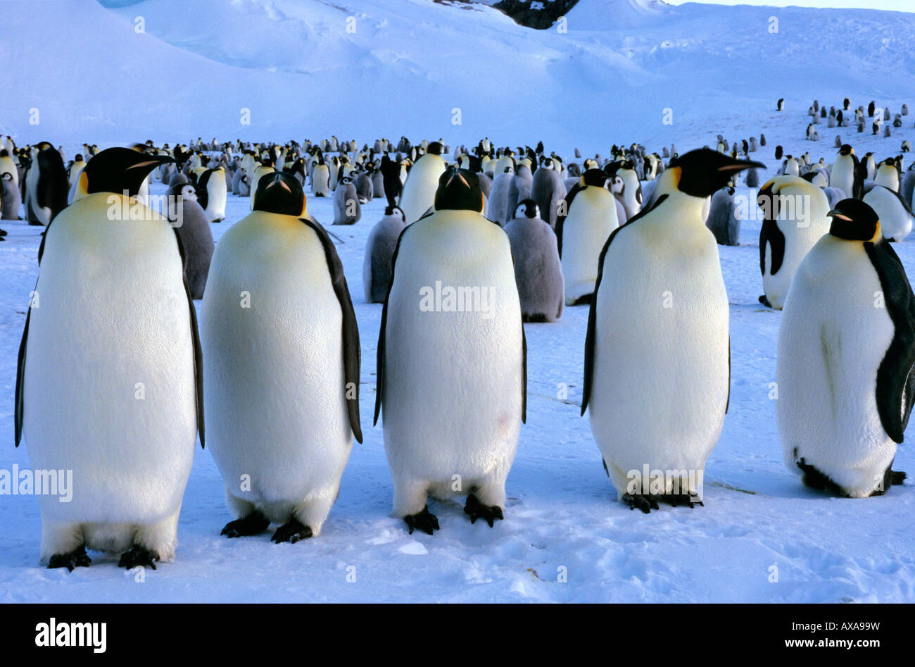 Manchot empereur hi-res stock photography and images - Alamy