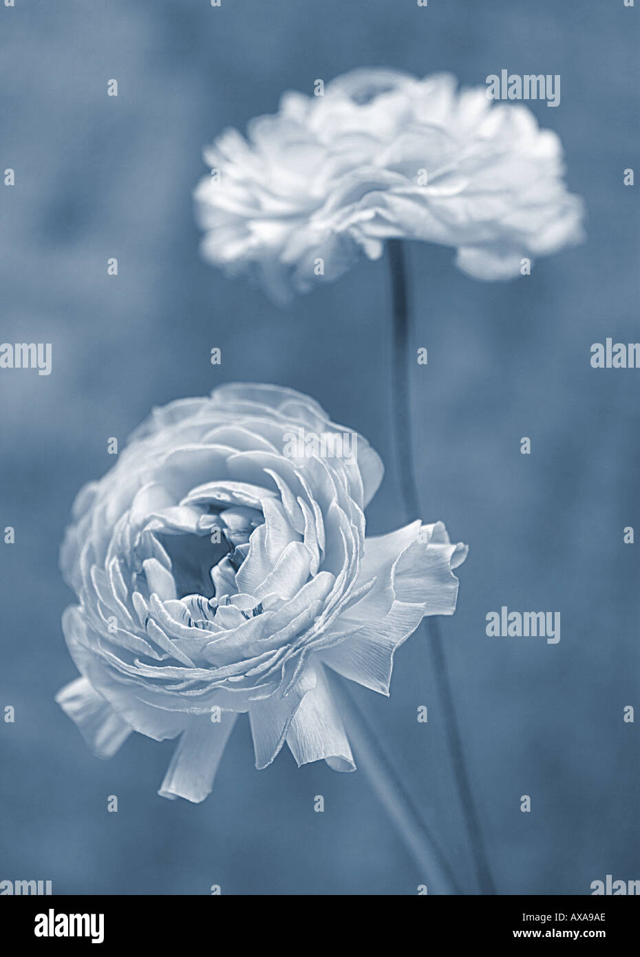 Two Ranunculus flowers with blue tone effect Stock Photo - Alamy