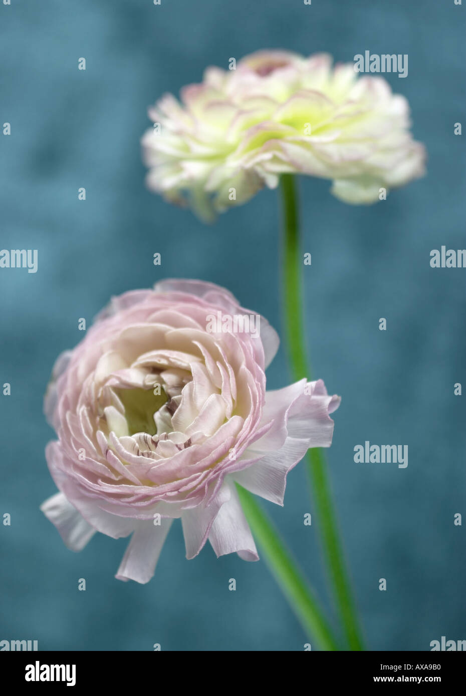 Ranunculus double buttercup hi-res stock photography and images - Alamy