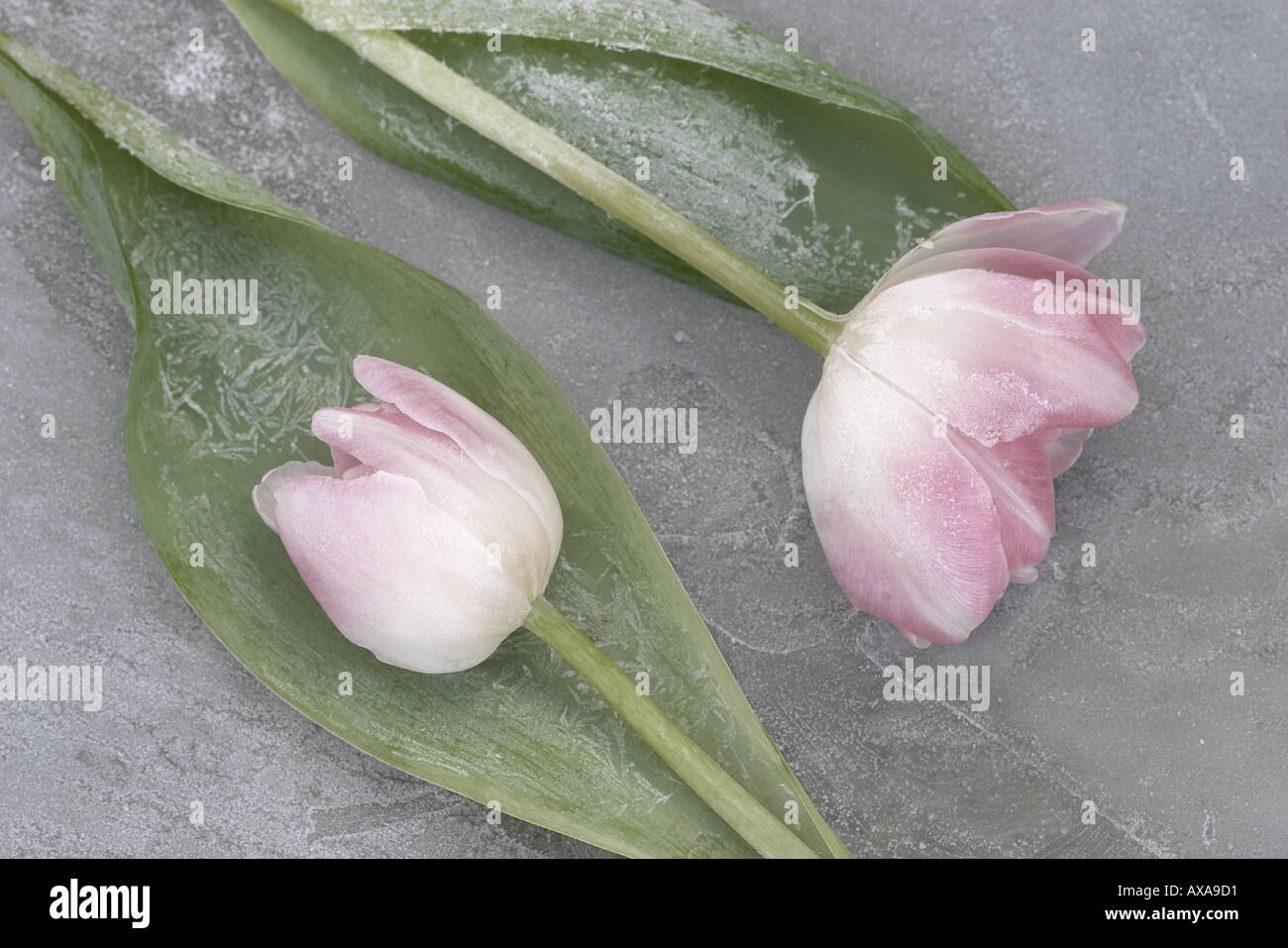 Two Pink frosted tulips on frozen glass Stock Photo - Alamy