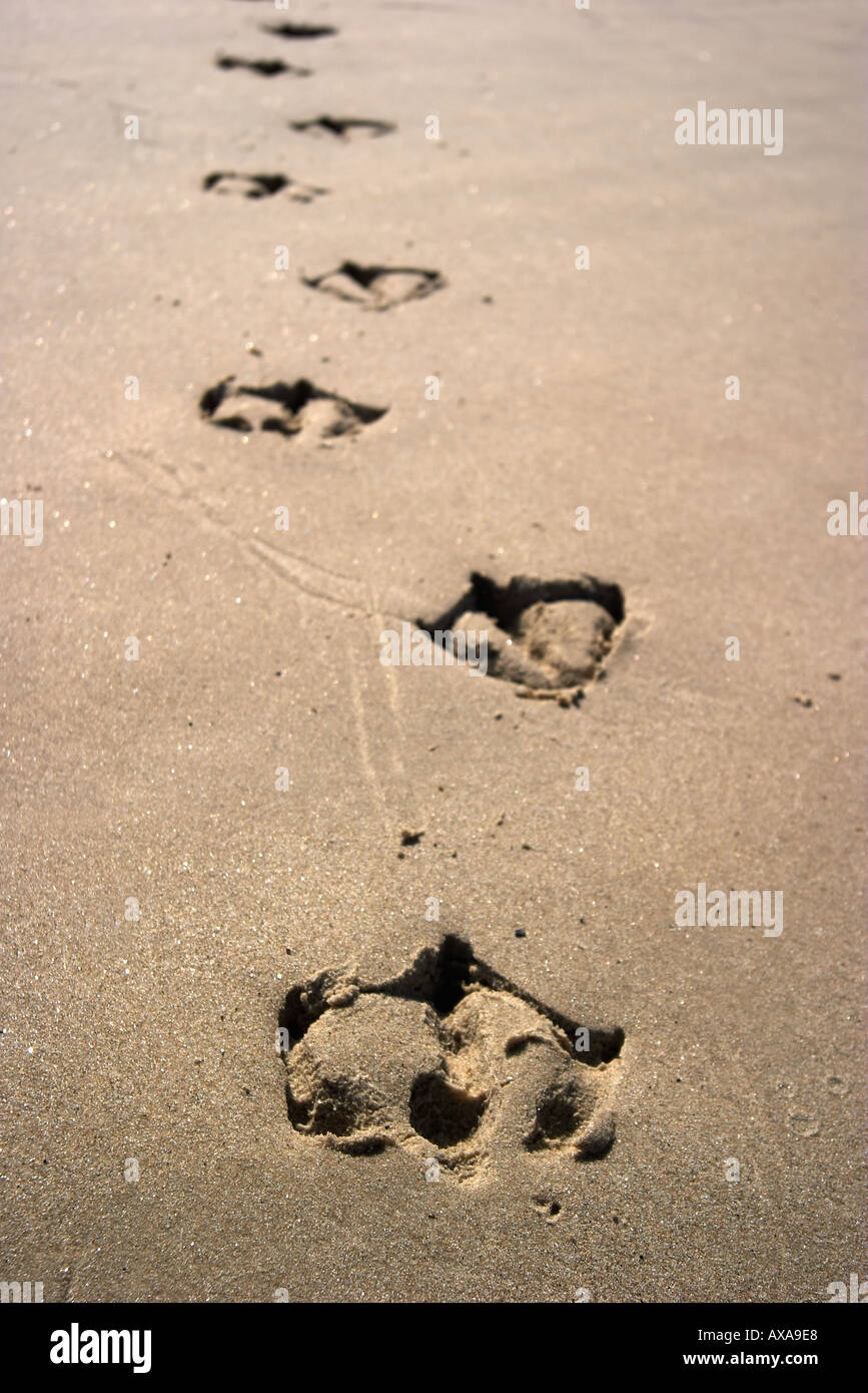Goose Footprints on beach Stock Photo - Alamy