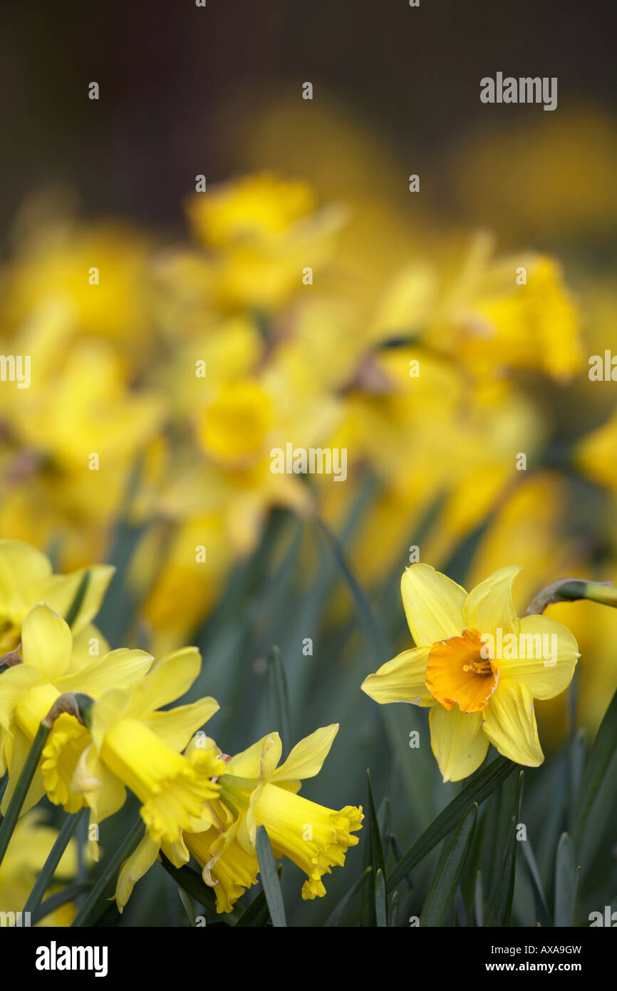 Irish grown daffodils hi-res stock photography and images - Alamy