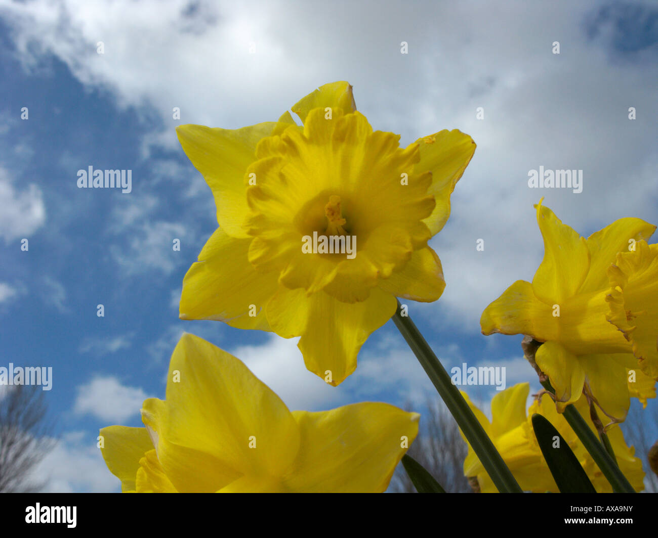 Irish grown daffodils hi-res stock photography and images - Alamy