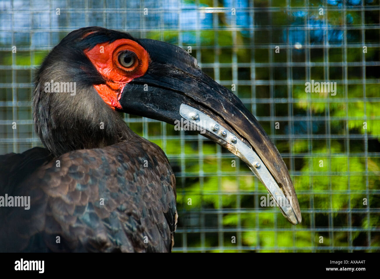 An African Ground Hornbill With A Damaged Beak which has a Metal Brace ...