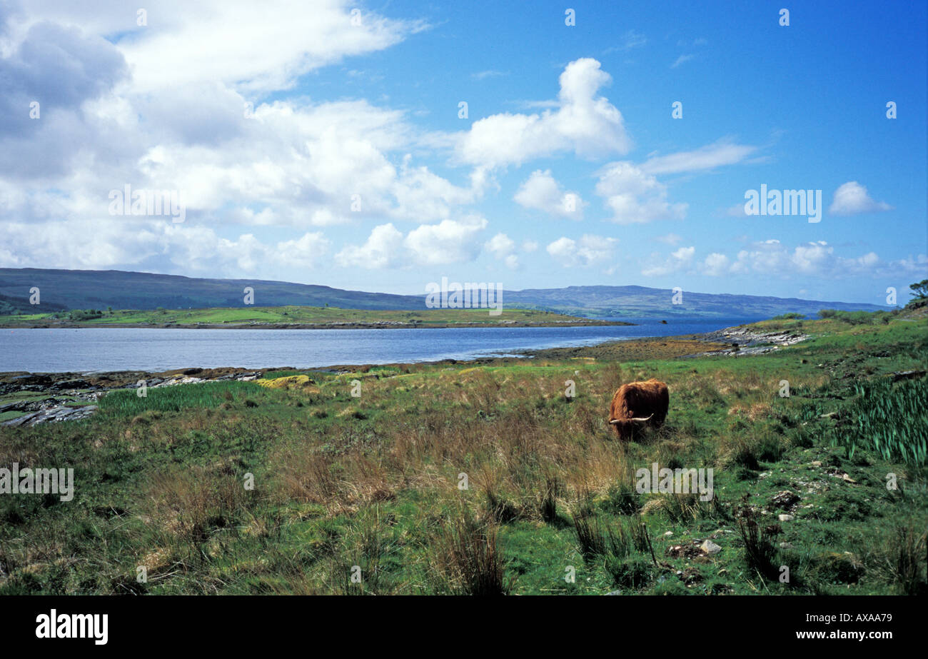 Highland cattle on mull hi-res stock photography and images - Alamy
