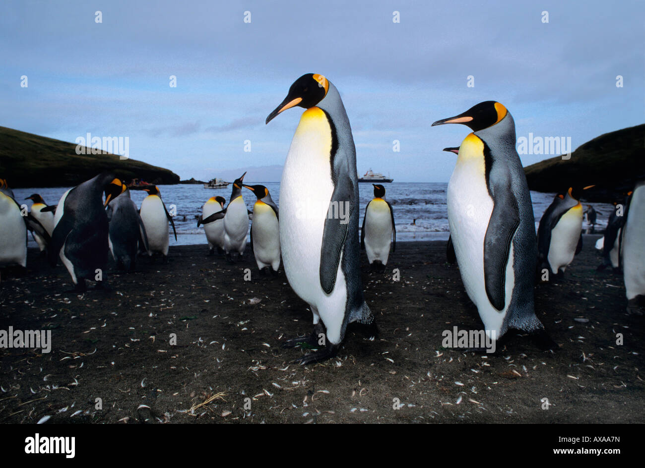 manchot royal Koenigspinguine King Penguins Aptenodytes patagonicus ...