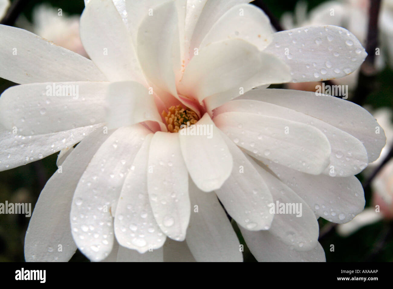 Close up view of the beautiful white magnolia Stock Photo - Alamy