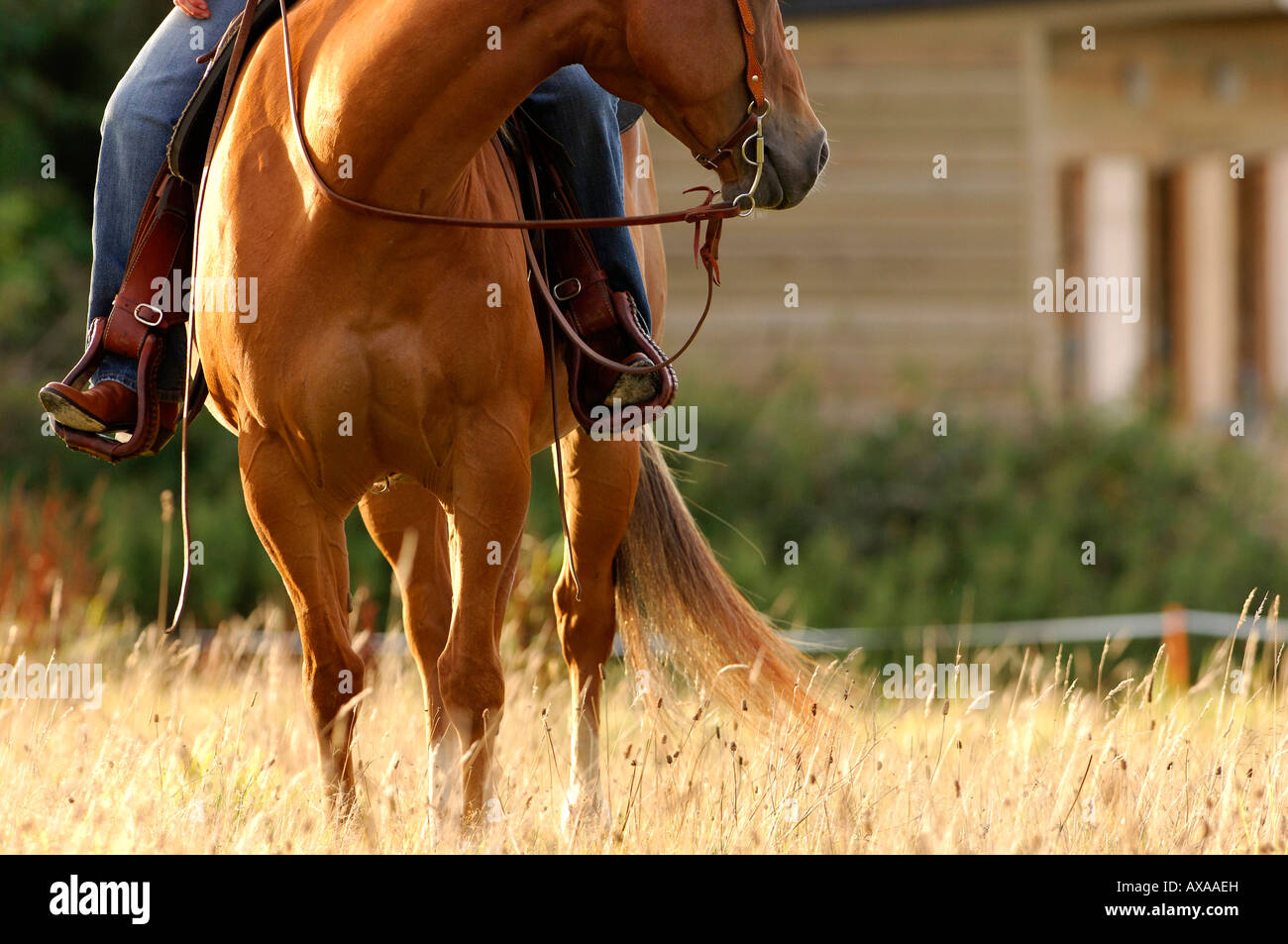 American Quarter Horse Stock Photo - Alamy