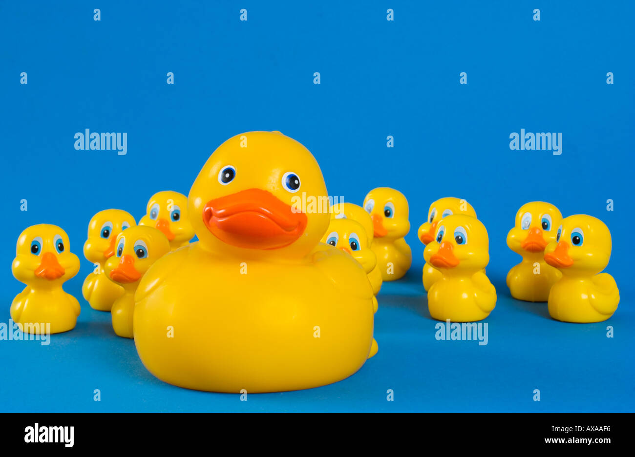 Mummy duck hi-res stock photography and images - Alamy