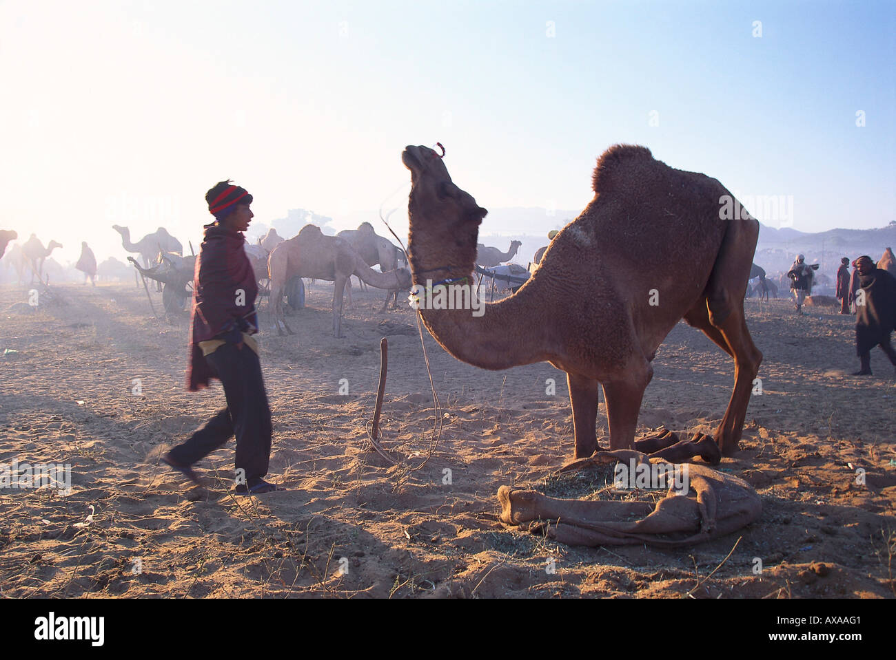 Camel market, Pushkar, Rajasthan India Stock Photo - Alamy