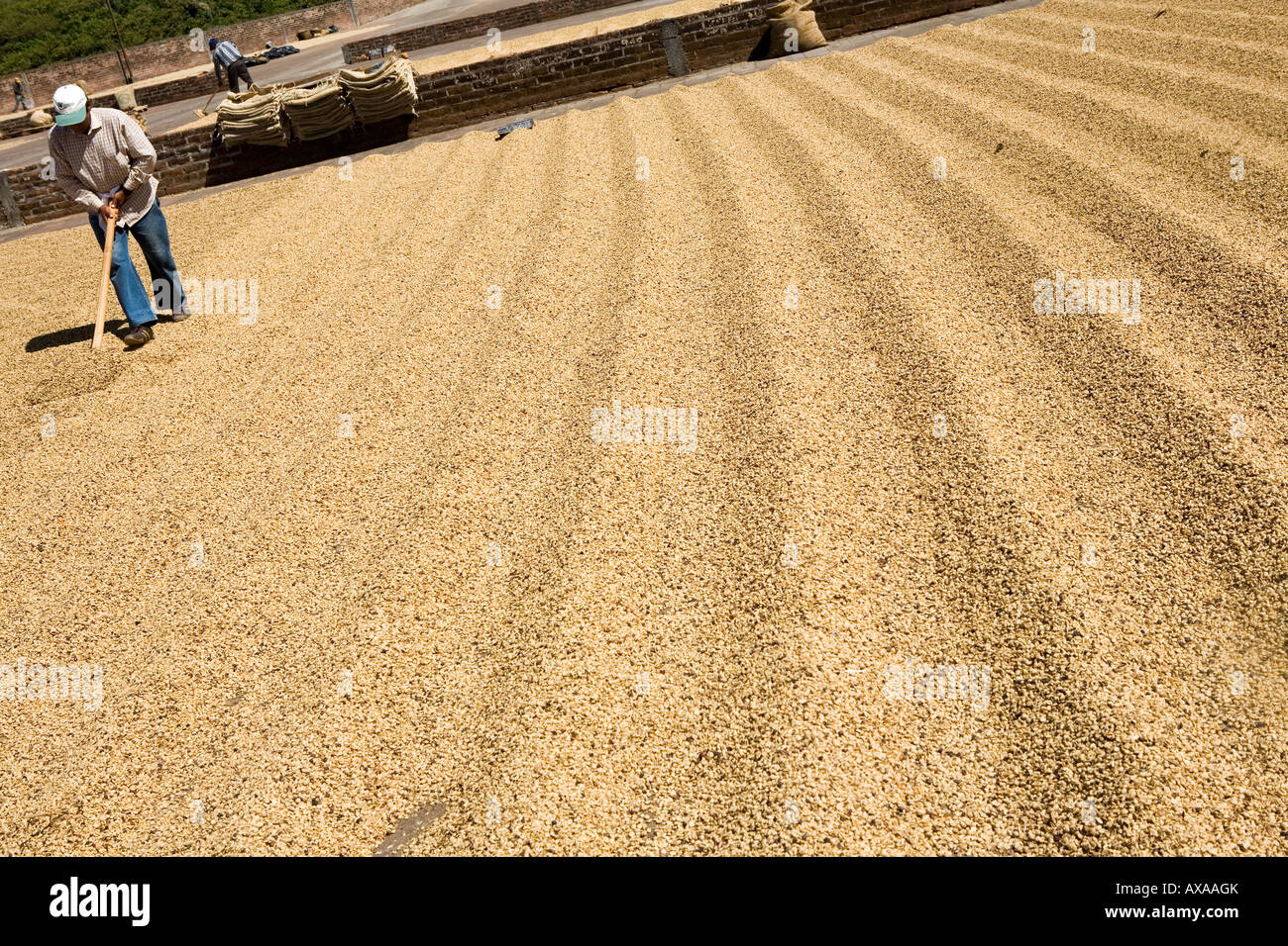 Drying patios at La Majada coffee cooperative El Salvador Stock Photo ...