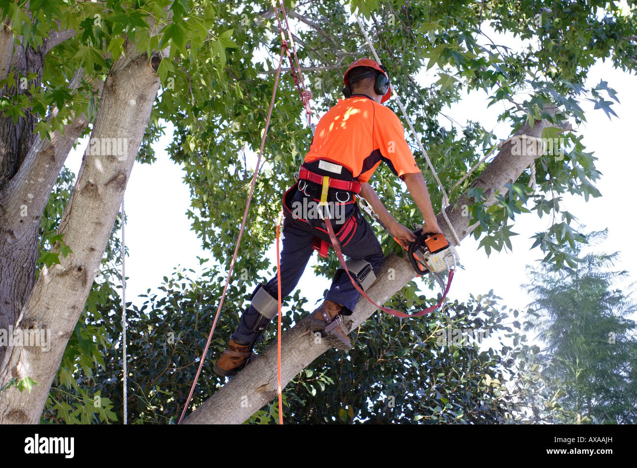 A worker with safety gears pruning a tree in Perth, Western Australia ...