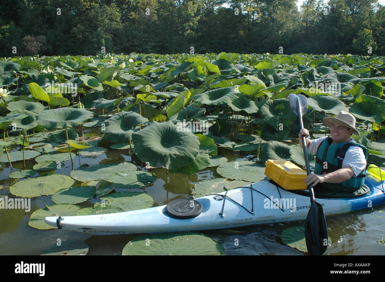 kayaking water lilly flower ohio marsh Stock Photo - Alamy