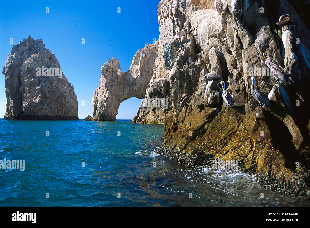 Pelican cabo san lucas baja hi-res stock photography and images - Alamy