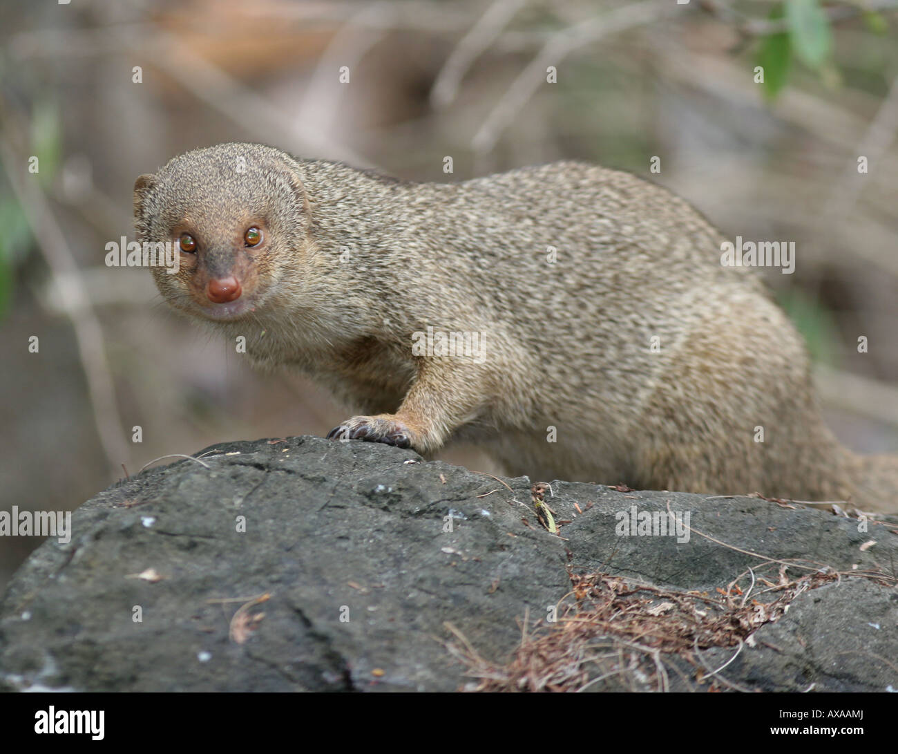 Mongoose St John Virgin Islands caribbean Stock Photo - Alamy