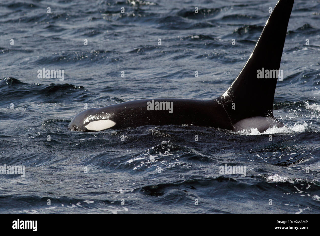 Close up of orca dorsal fin hi-res stock photography and images - Alamy