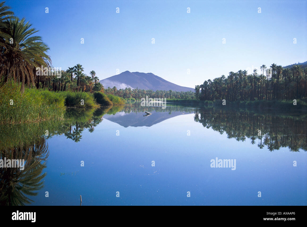 Oasis San Ignacio, Baja California Sur Mexico Stock Photo - Alamy