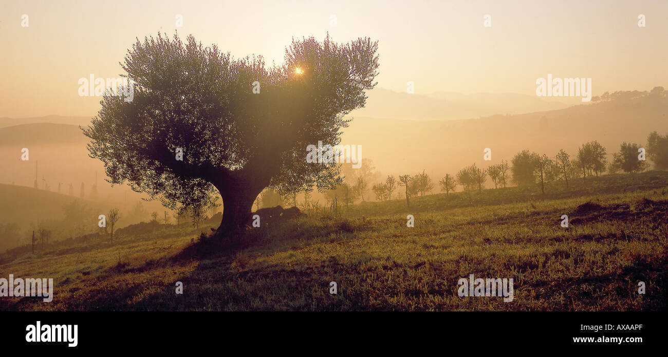 Olivenbaum bei Pienza Toskana, Italien Stock Photo - Alamy