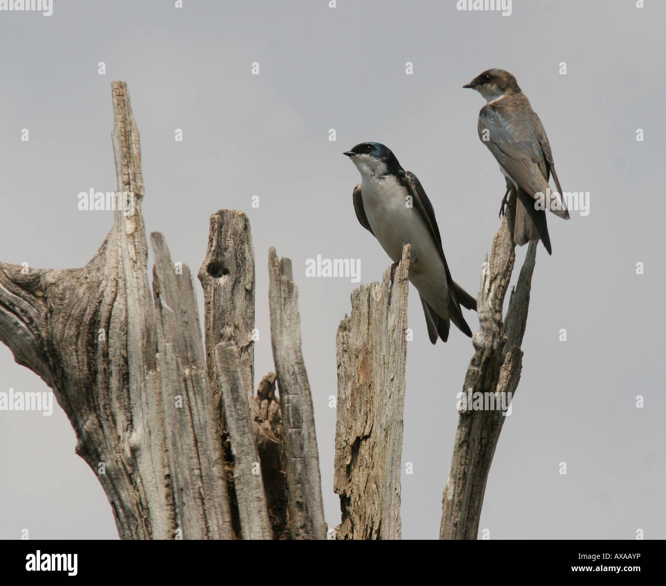 Swallow nest hi-res stock photography and images - Alamy