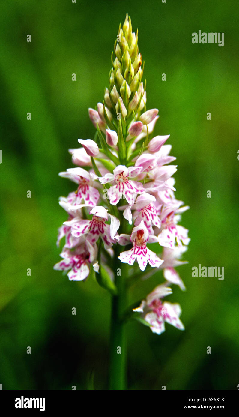 The pyramid orchid hi-res stock photography and images - Alamy
