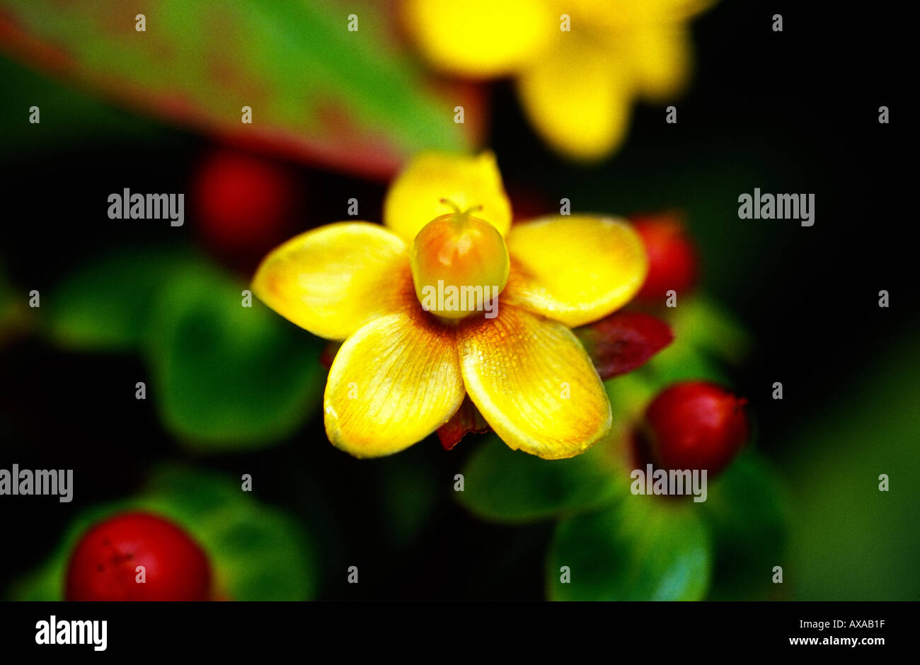 Hypericum seed head hi-res stock photography and images - Alamy