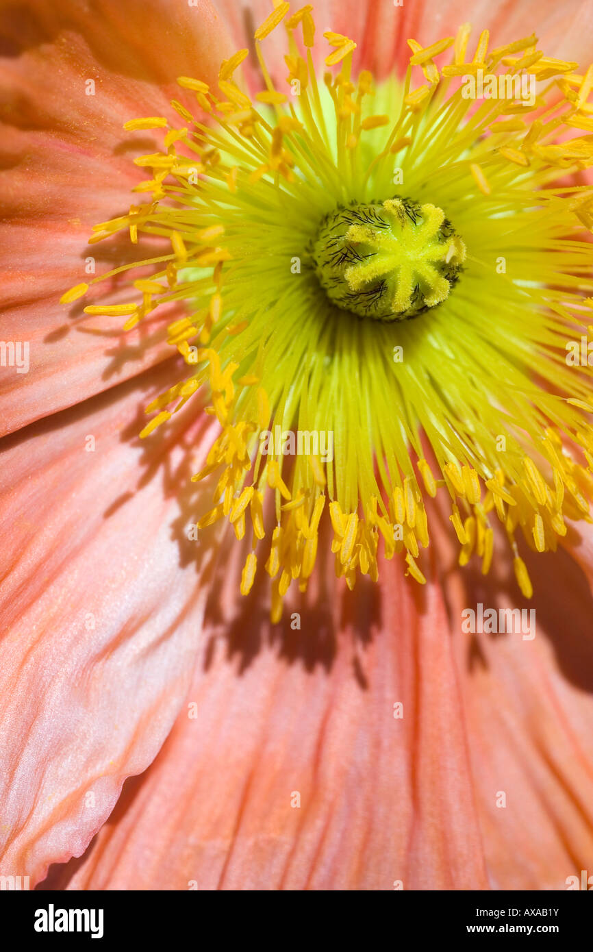 Poppy Center Closeup Stock Photo - Alamy