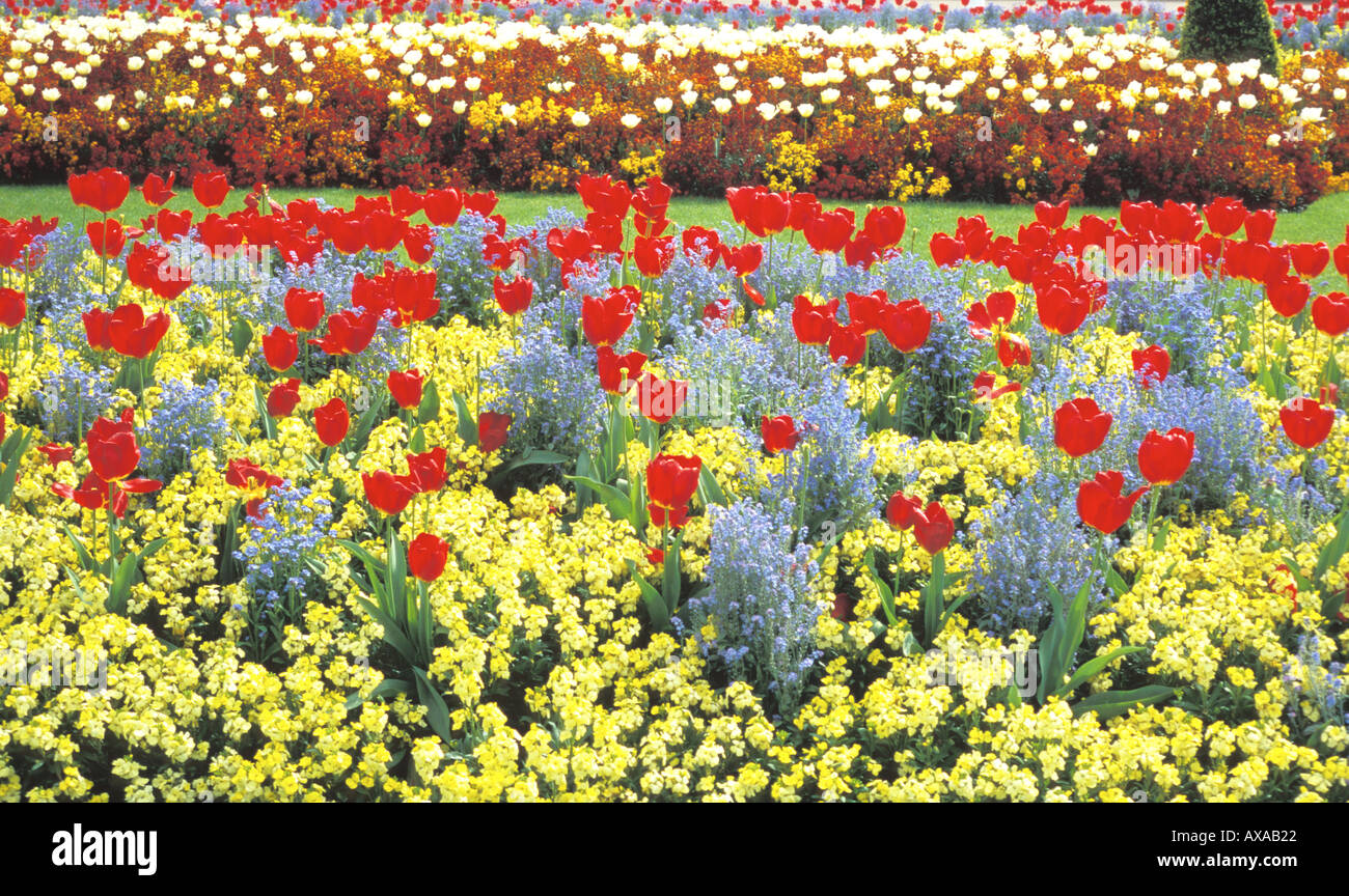 Tulips on The Mall Buckingham Palace London England Stock Photo - Alamy