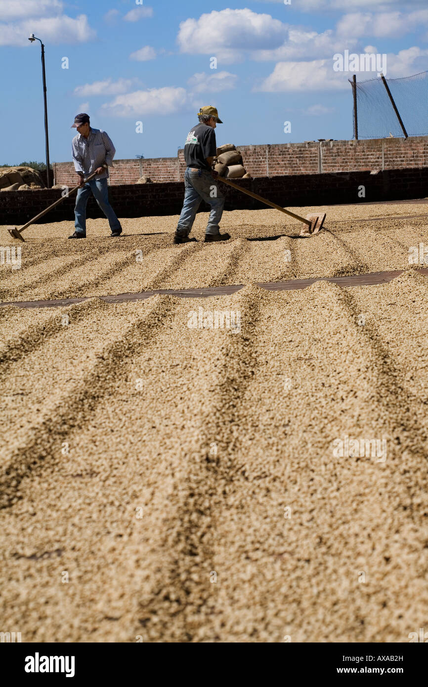 Drying patios at La Majada coffee cooperative El Salvador Stock Photo ...