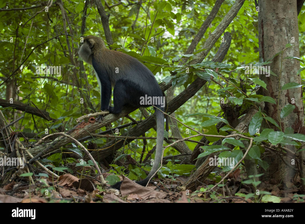 Mona monkey hi-res stock photography and images - Alamy