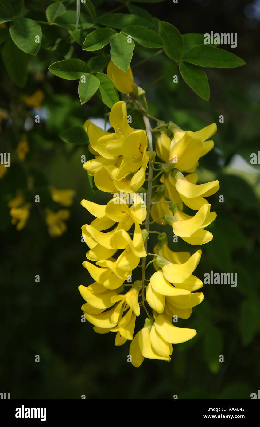Laburnam tree hi-res stock photography and images - Alamy