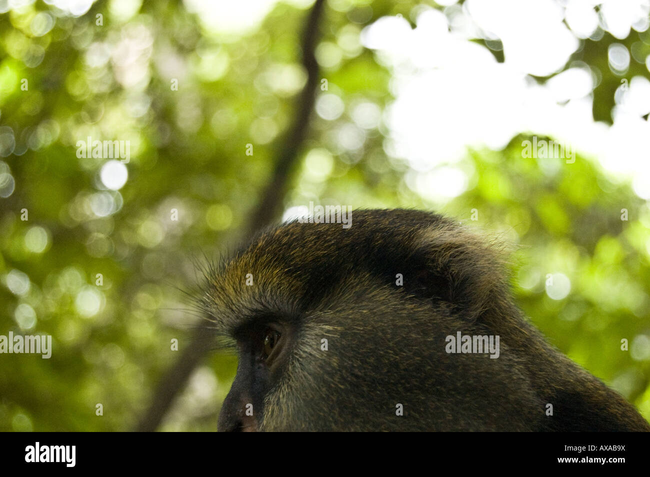 Mona monkey hi-res stock photography and images - Alamy