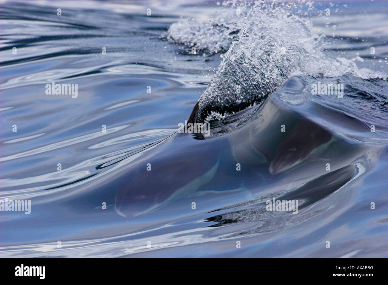 Pacific White-sided Dolphin Lagenorhynchus obliquidens folllowing bow ...