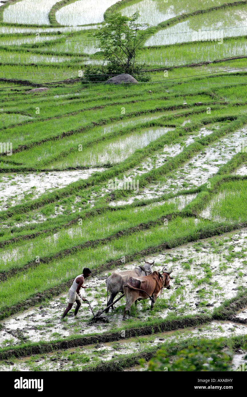 Farmer plowing a field with oxen hi-res stock photography and images ...