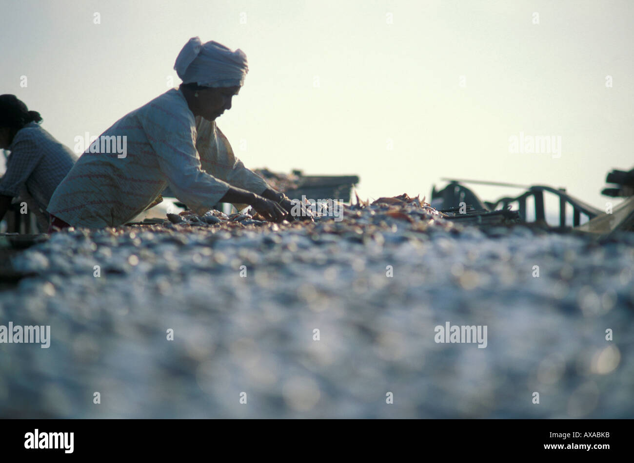 Woman drying fish, Kuala Besut, East Coast, Malaysia, Asia Stock Photo ...