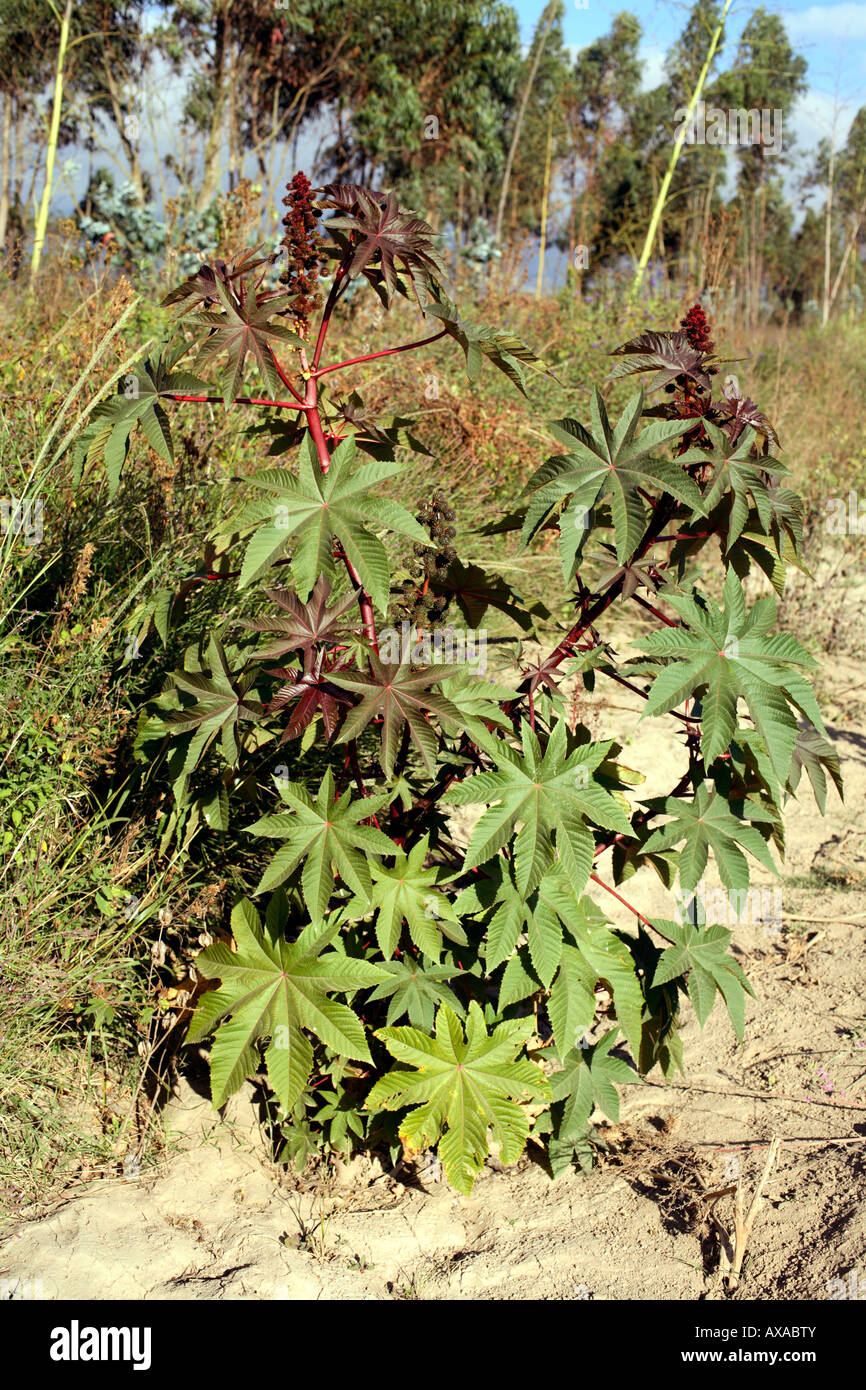 Castor tree or ricinus ricinus communis hi-res stock photography and ...