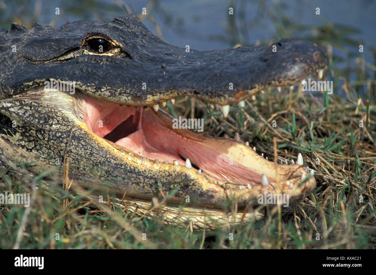 American Alligator Alligator mississippiensis adult sunning Stock Photo ...
