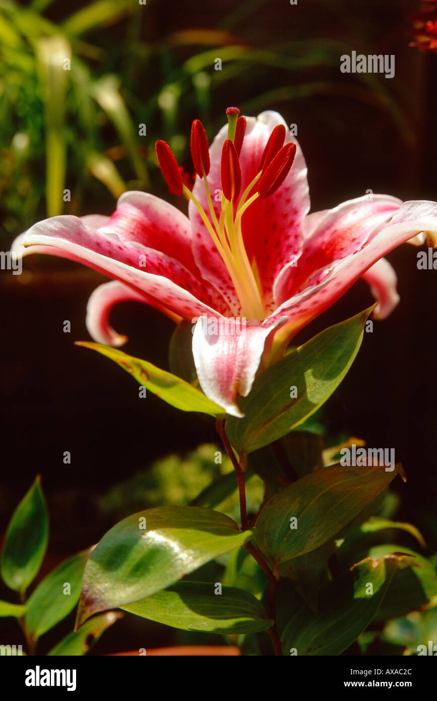 Day Lily Stargazer Stock Photo - Alamy