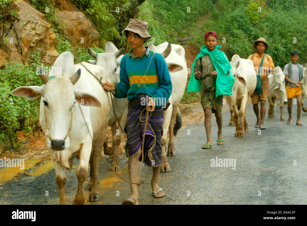 Burmese Brahma cattle like these are often smuggled to Thailand where ...