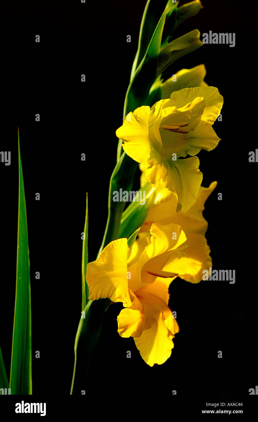 Gladioli flower hi-res stock photography and images - Alamy