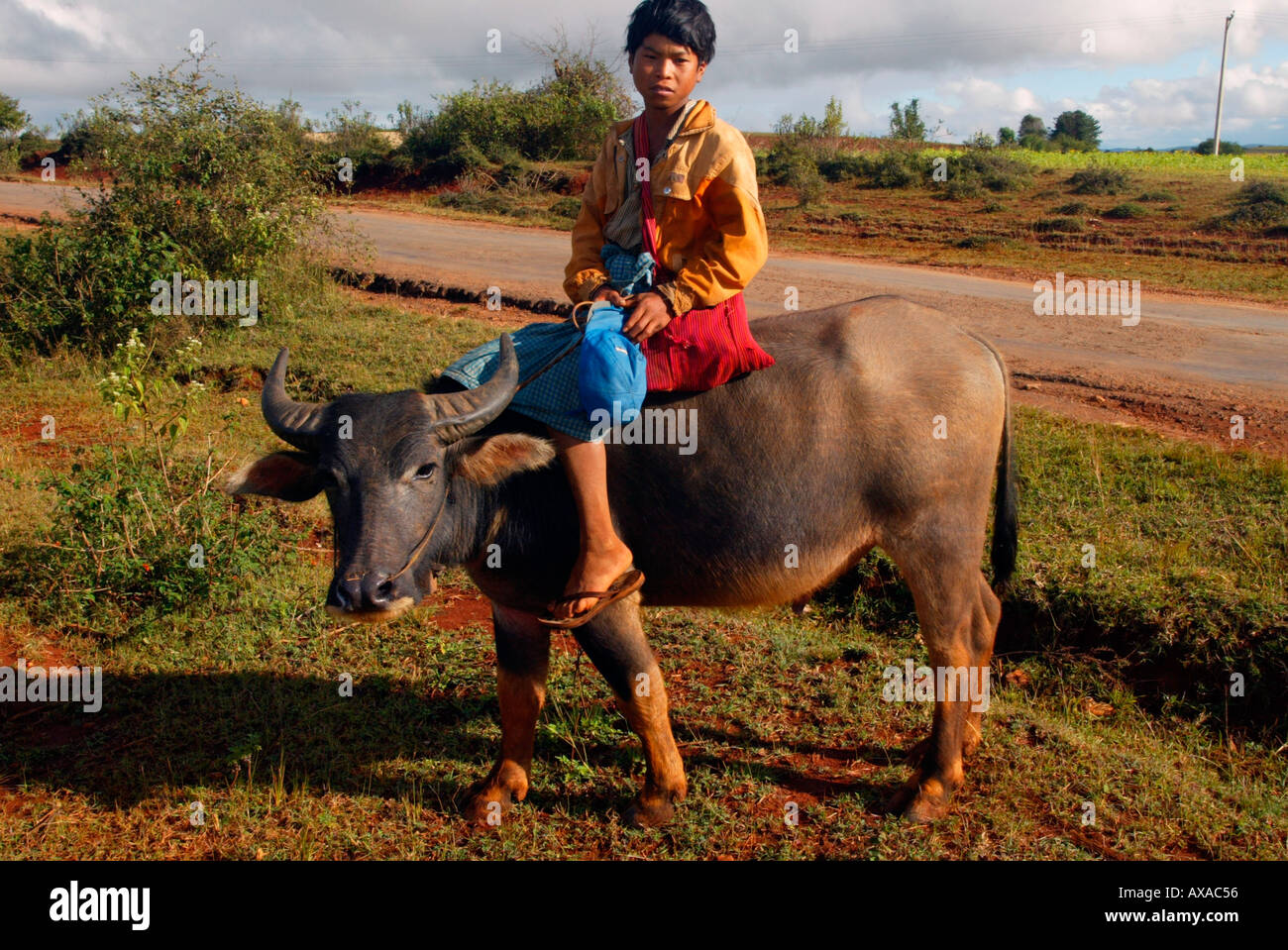 Boy riding young buffalo Burma Myanmar Stock Photo - Alamy