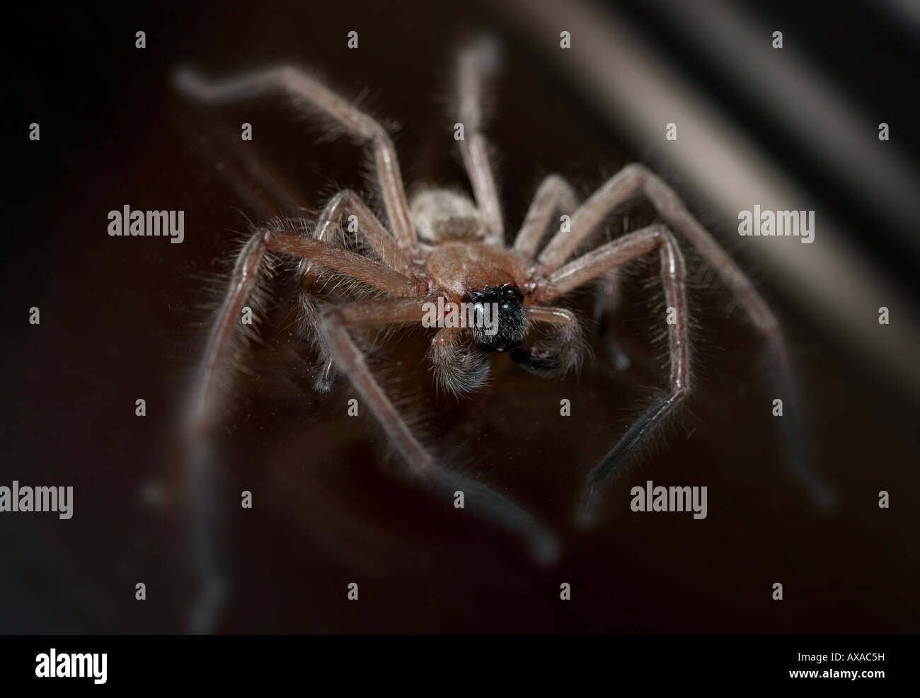 Huntsman arachnid hi-res stock photography and images - Alamy