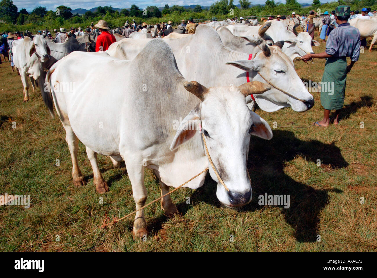 Cattle market Burma Myanmar Stock Photo - Alamy