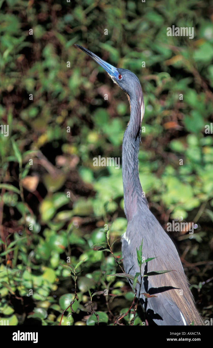 Tricolored Heron Egretta tricolor stalking neck stretched out in ...