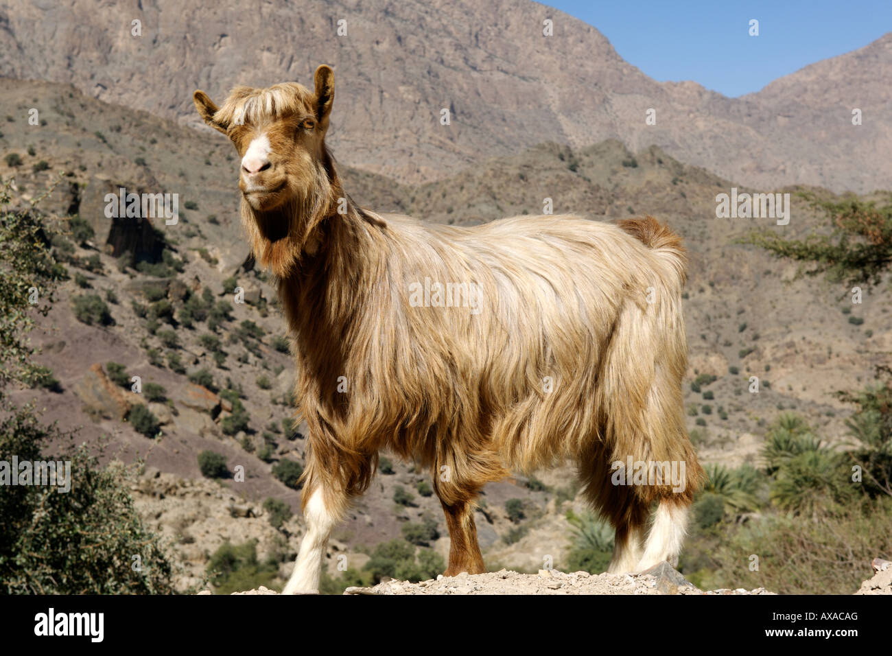 Goat near the village of Hadash in the mountains of Jebel Akhdar in ...