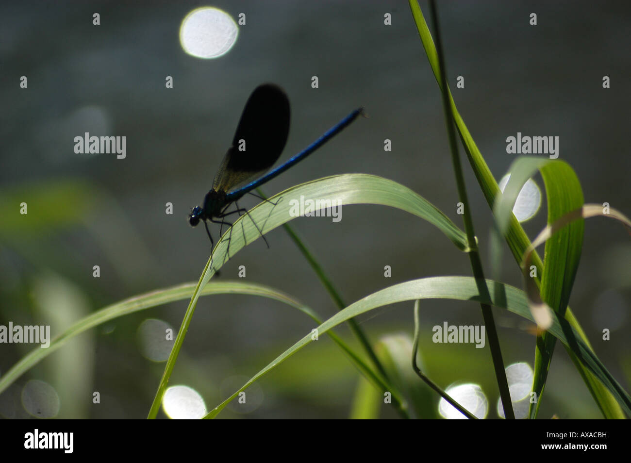 Libellule blu hi-res stock photography and images - Alamy