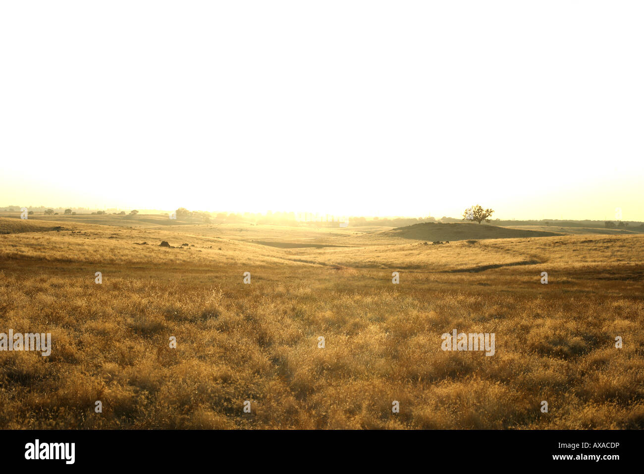 Golden field horses hi-res stock photography and images - Alamy