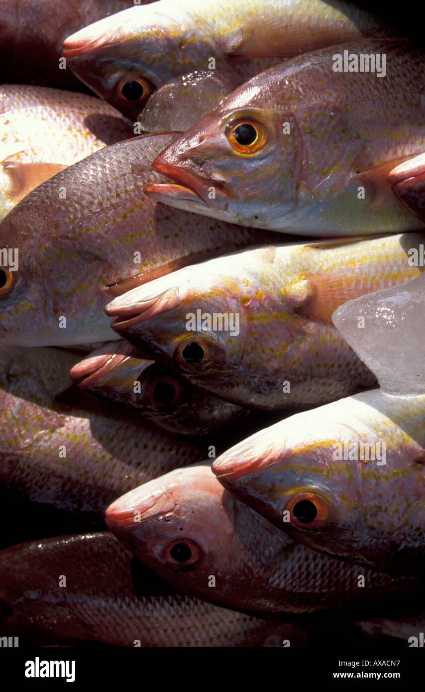 Fresh fish on beach, Zihuatanejo Guerreo Pacific Coast, Mexico Stock ...
