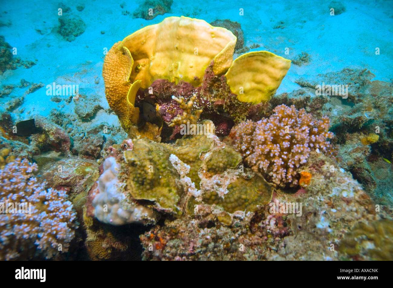 coral sponge and fish of great barrier reef australia Stock Photo - Alamy